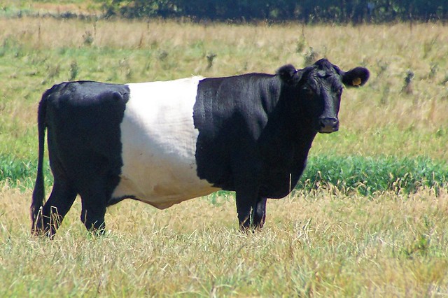 oreo cow--Dutch Belted | Flickr - Photo Sharing!
