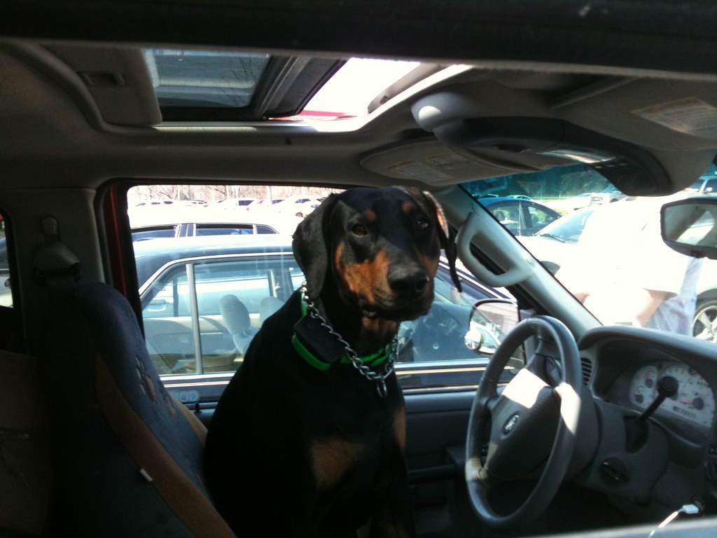 Car protected by Doberman | my boss's car and dog | Flickr